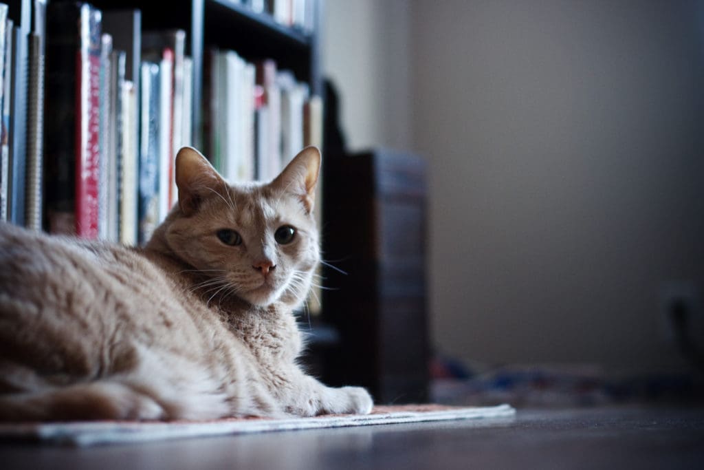 "Garfield Books" by Jeremy Szuder - The Metaworker Literary Magazine